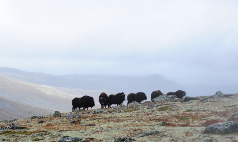 Moskussafari på Dovrefjell | Magasinet Reiselyst