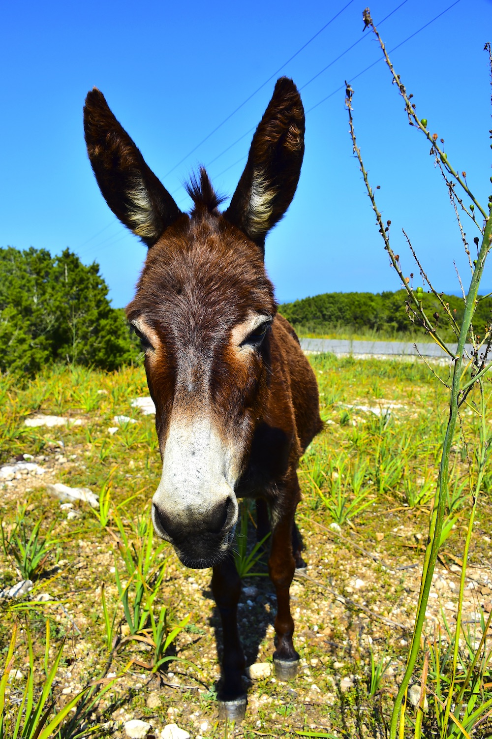 Nord-Kypros_Esel_RonnyFrimann | Magasinet Reiselyst